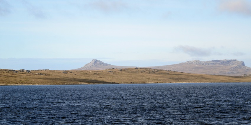 Falkland Islands: The Homeland To Diverse Wildlife Species - TripXL