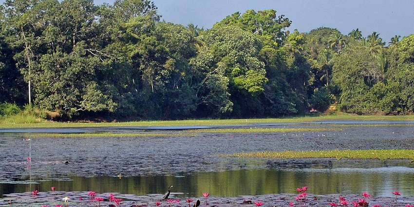 10 Best Lakes In Goa With Pristine Beauty: Relax & Enjoy - TripXL